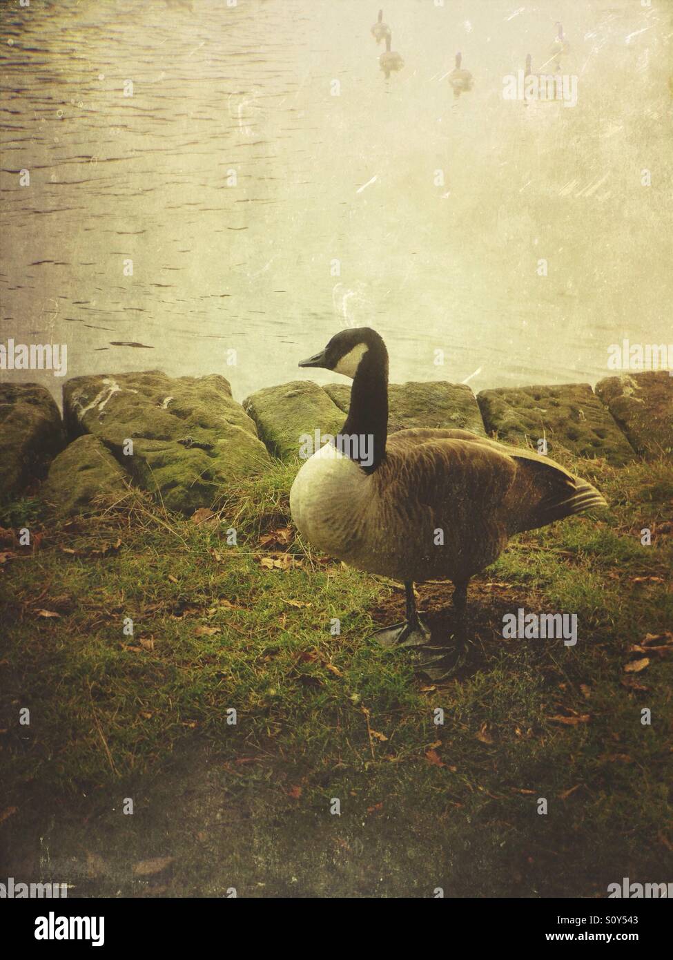 Goose beauty hi-res stock photography and images - Alamy