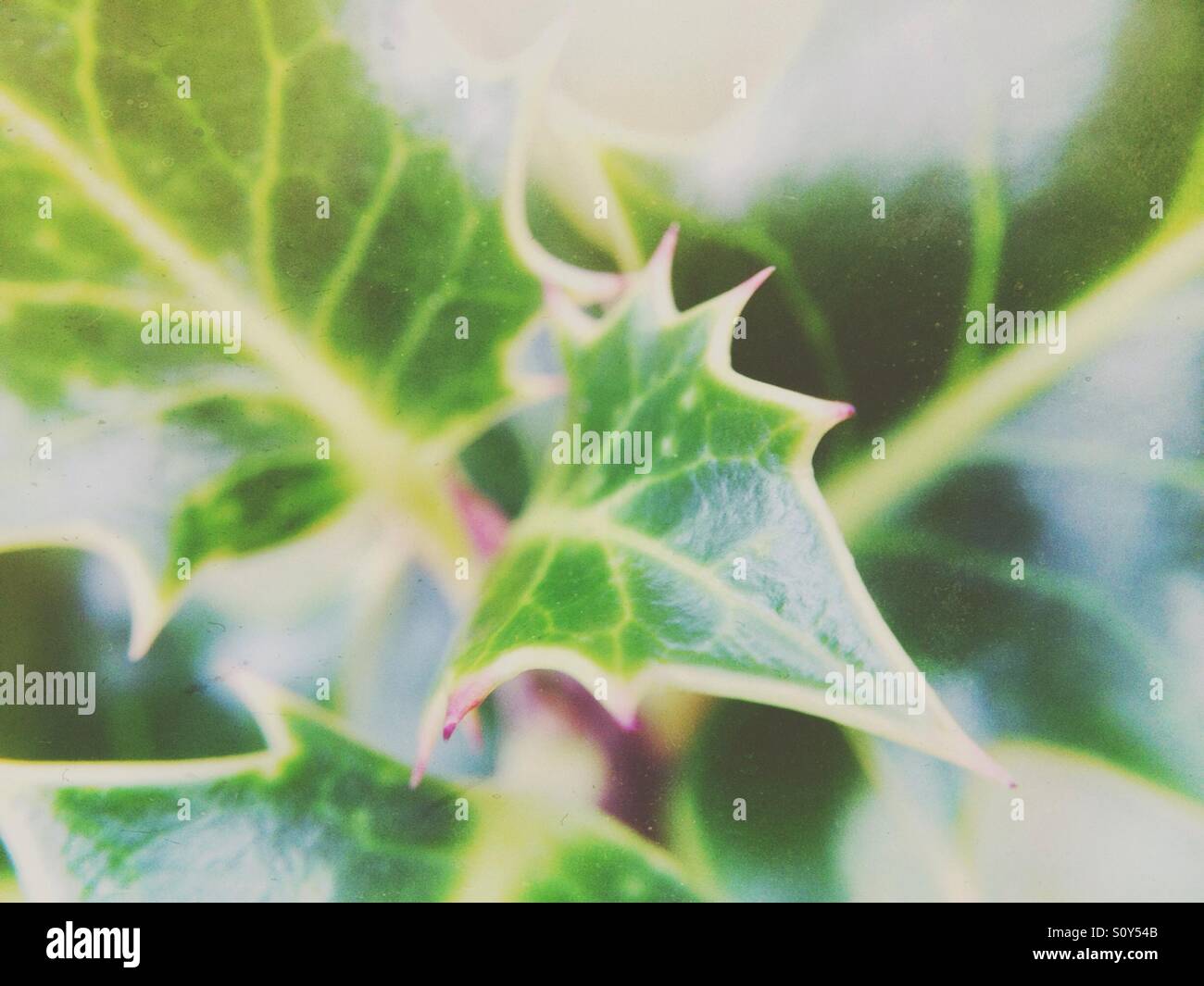 Holly leaf hi-res stock photography and images - Alamy