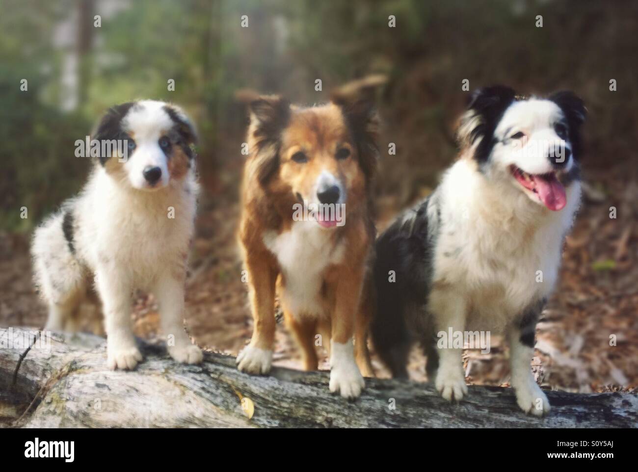 3 dogs on a log Stock Photo - Alamy
