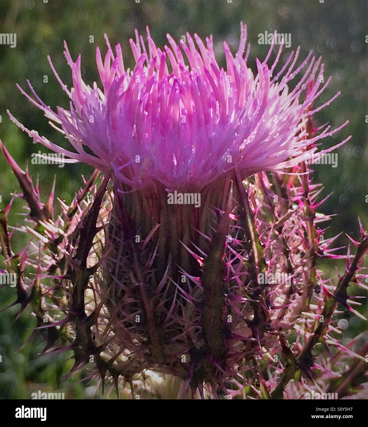 Close up purple thistle flowers hi-res stock photography and images - Alamy