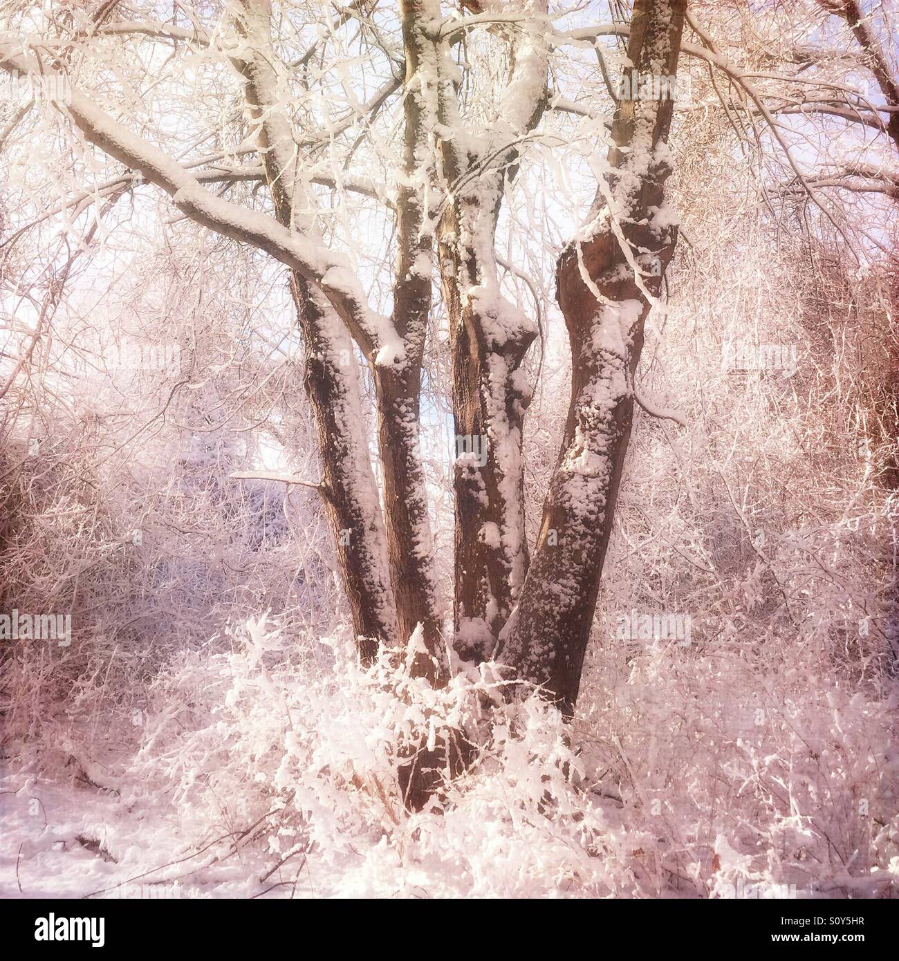 Pink trees hi-res stock photography and images - Alamy