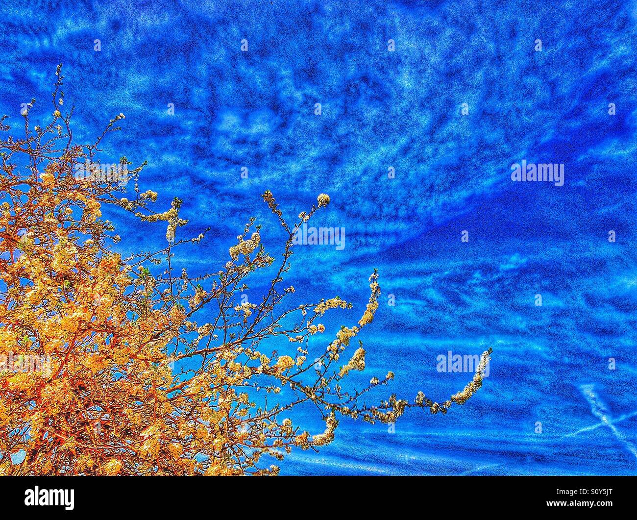 Blue sky and Spring blossom Stock Photo - Alamy