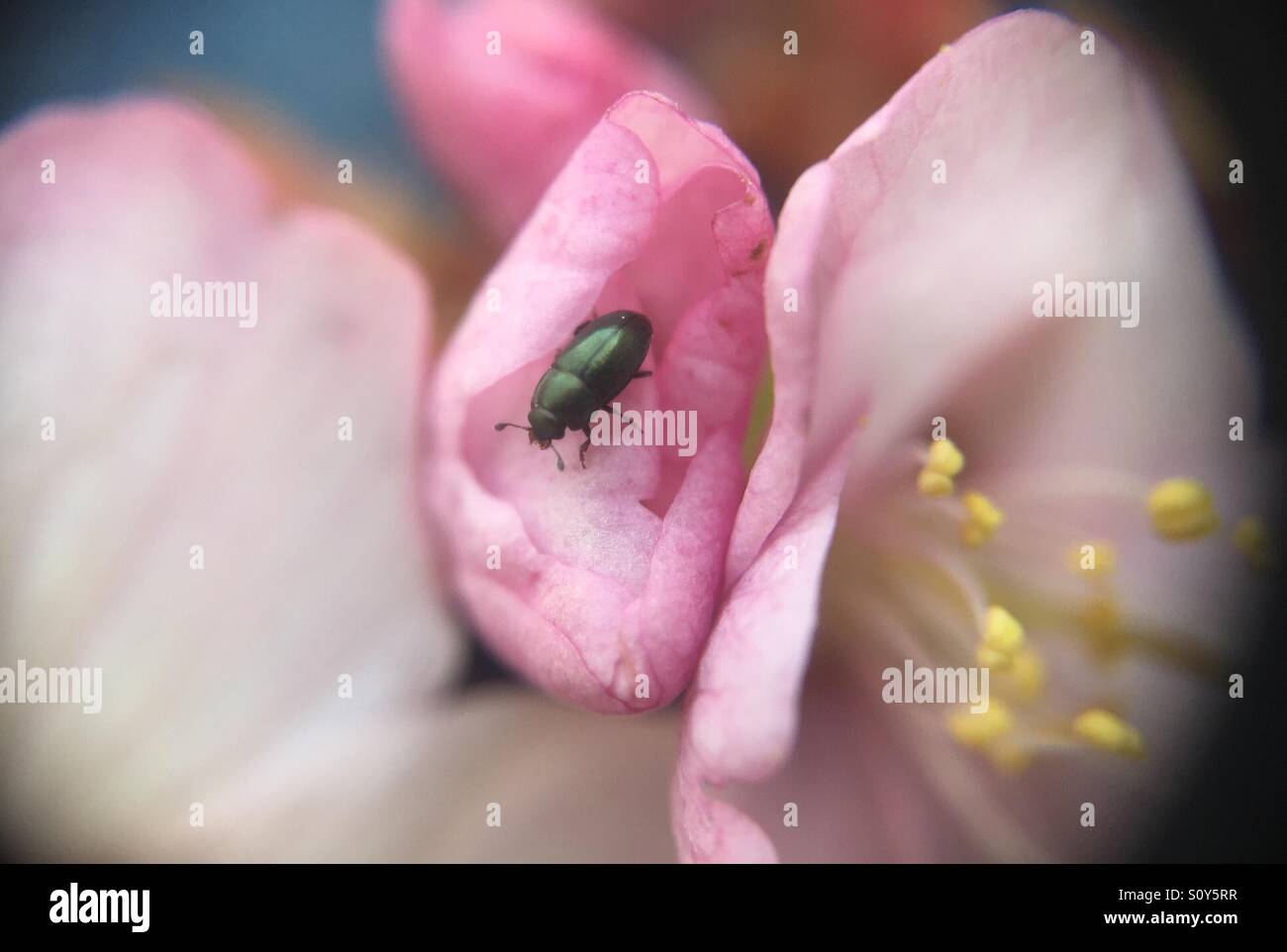 Bug spring hi-res stock photography and images - Alamy