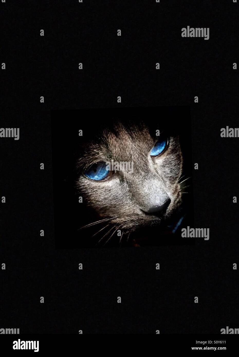 Cat with blue eyes, emerging from the shadows Stock Photo - Alamy