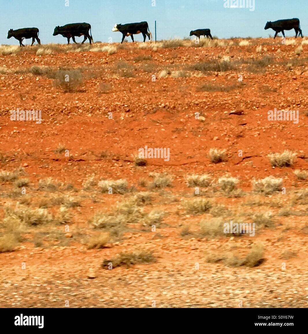 Australia Outback Cows High Resolution Stock Photography and Images - Alamy