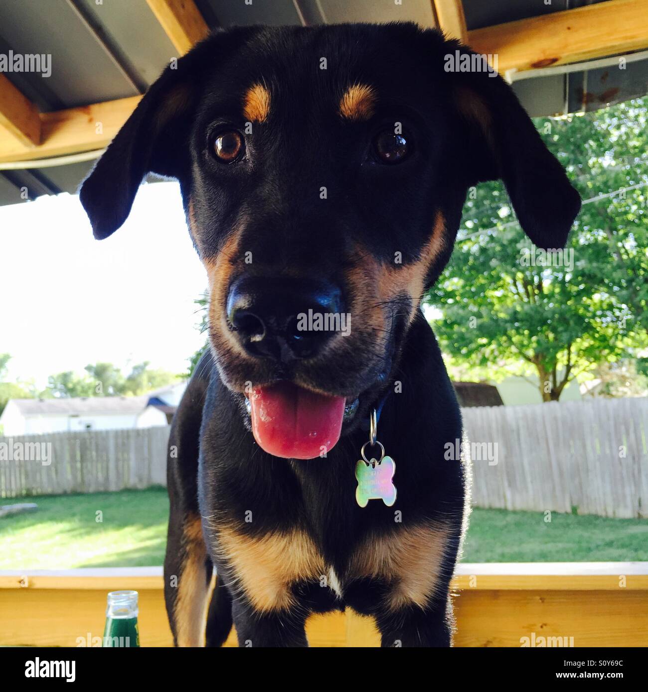Spoiled puppy hi-res stock photography and images - Alamy