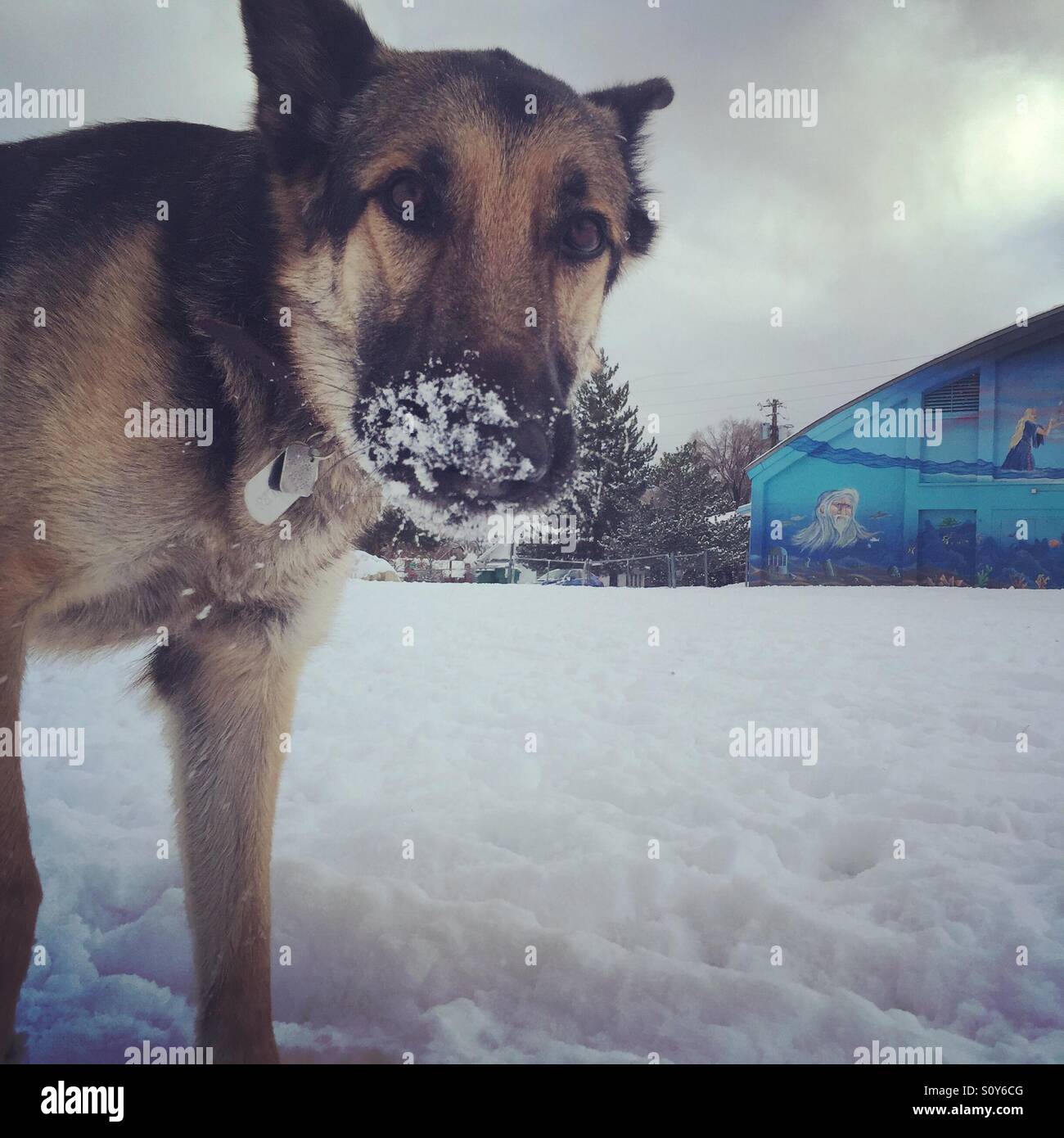 German shepherd eating snow Stock Photo - Alamy