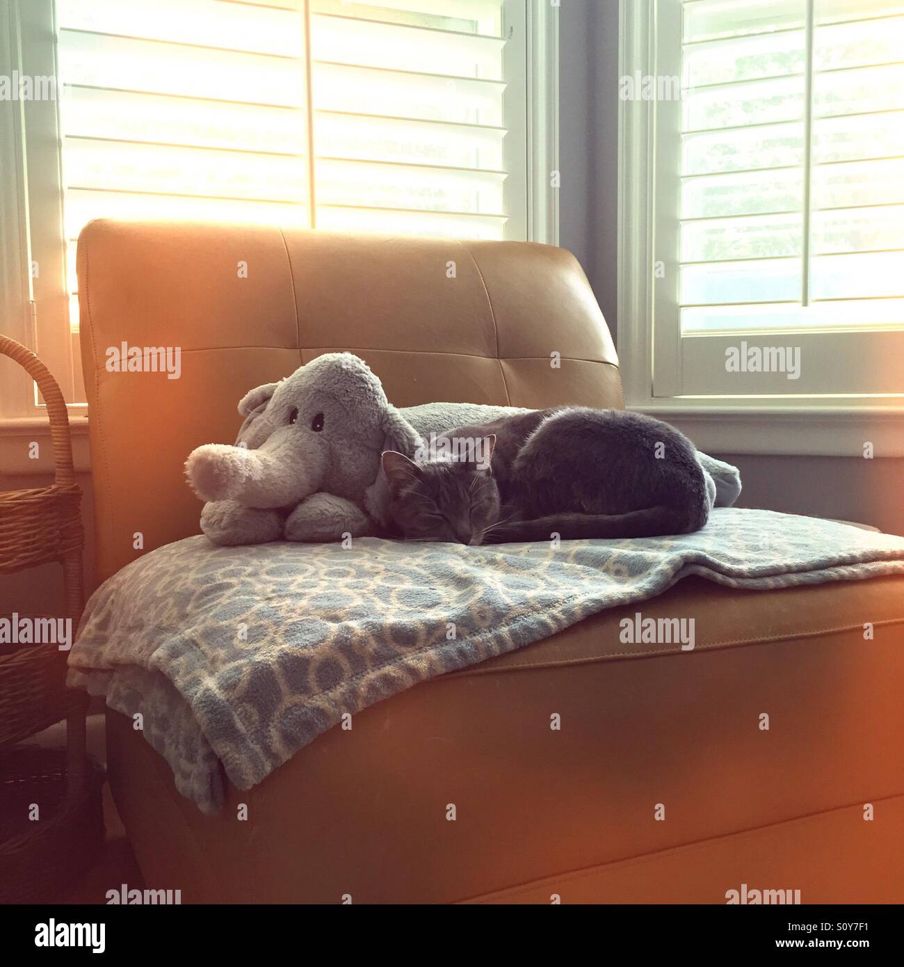 Stuffed cat hi-res stock photography and images - Alamy