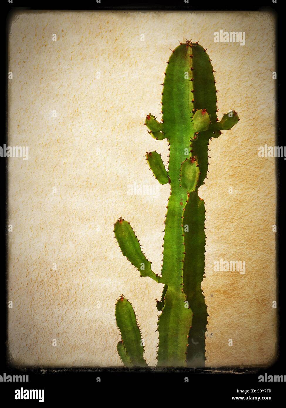 Tall cactus hi-res stock photography and images - Alamy