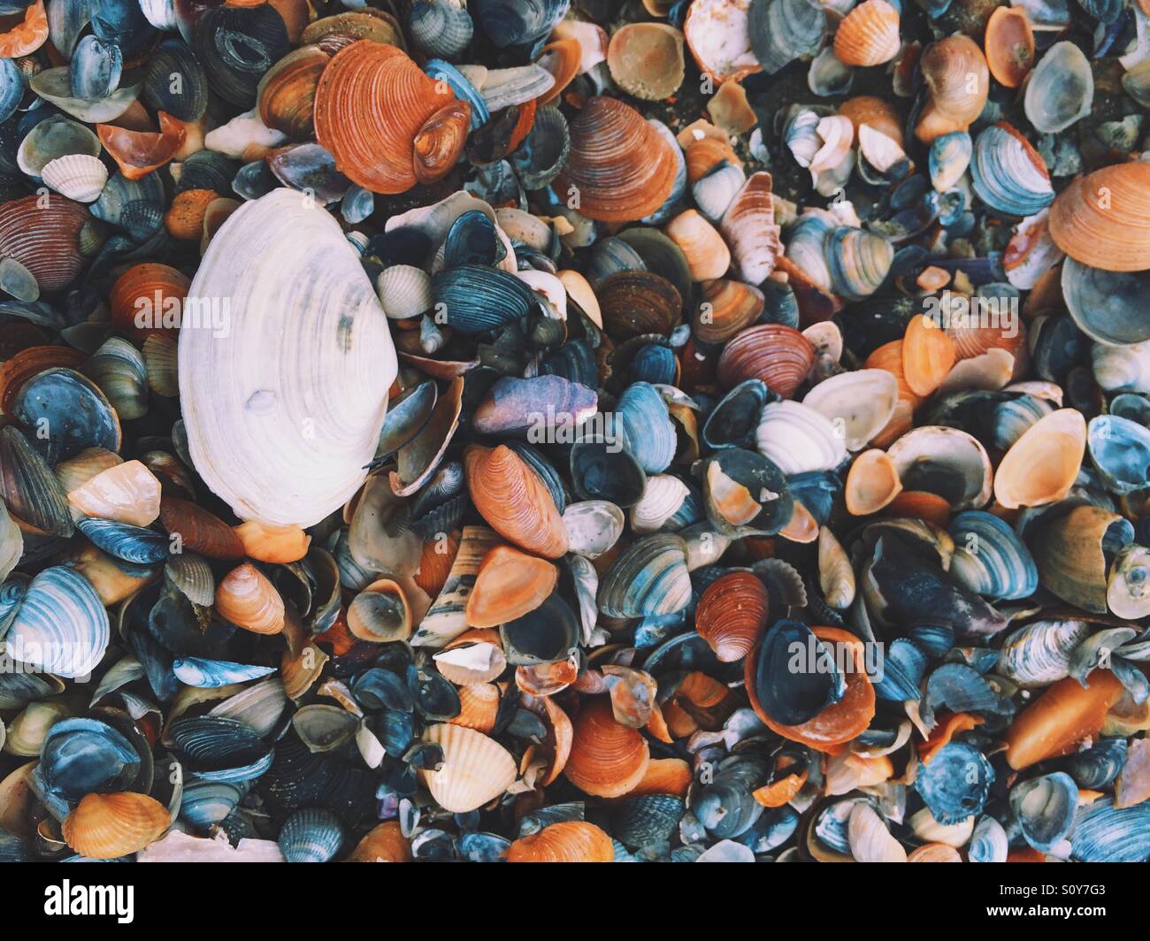 A colorful array of shells Stock Photo - Alamy