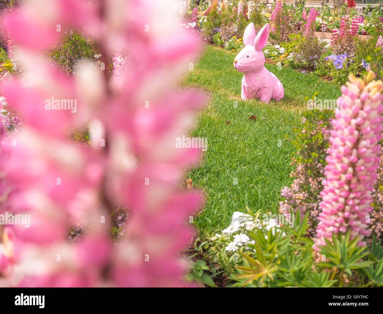 rabbit and flower Stock Photo - Alamy