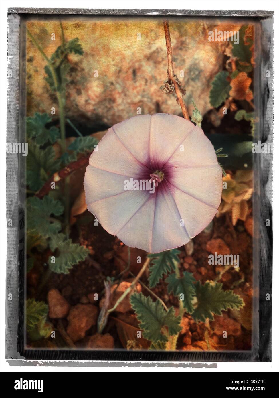 Umbrella and flower hi-res stock photography and images - Alamy