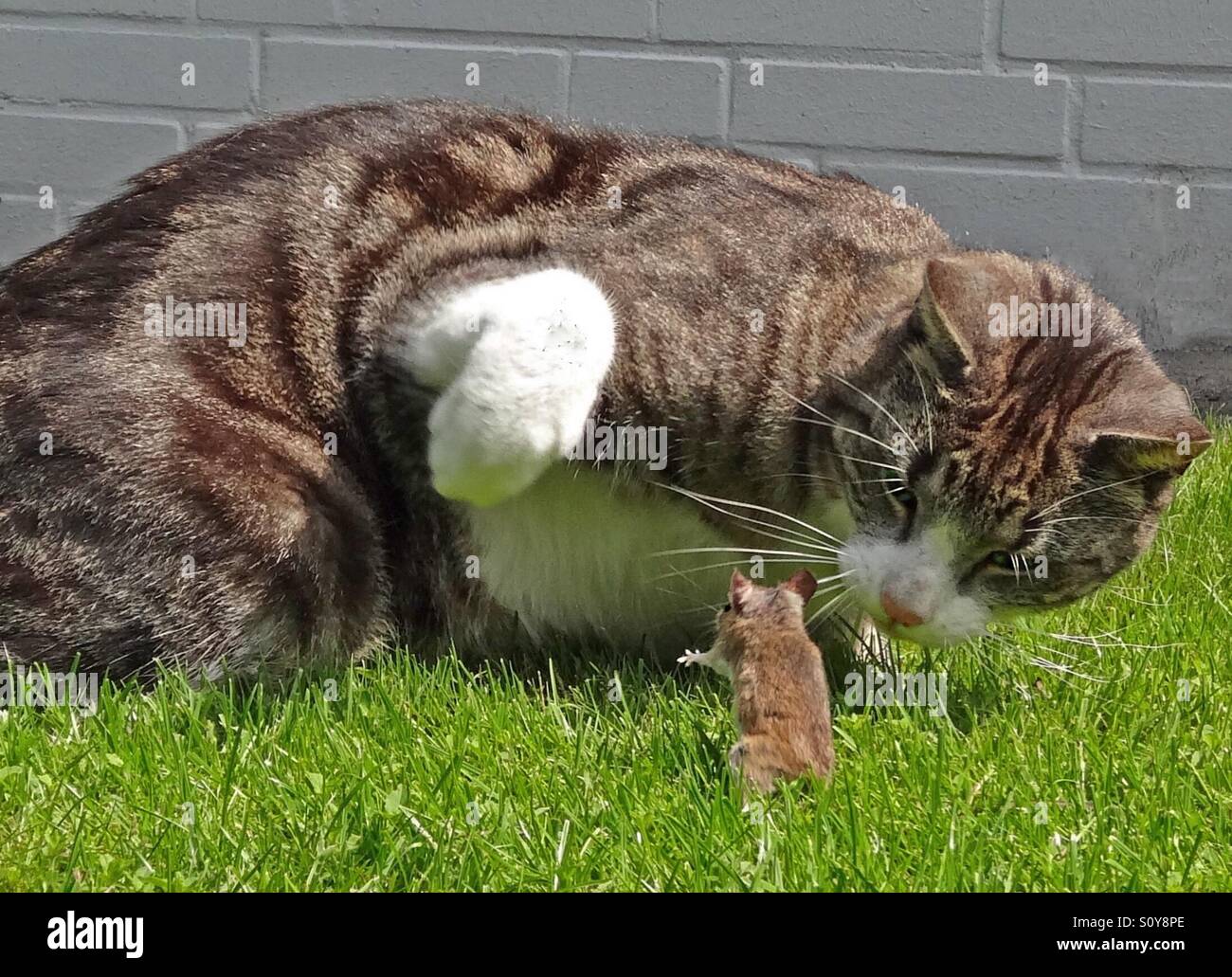 ..cat and mouse... hello!! (mouse is alive! Stock Photo - Alamy
