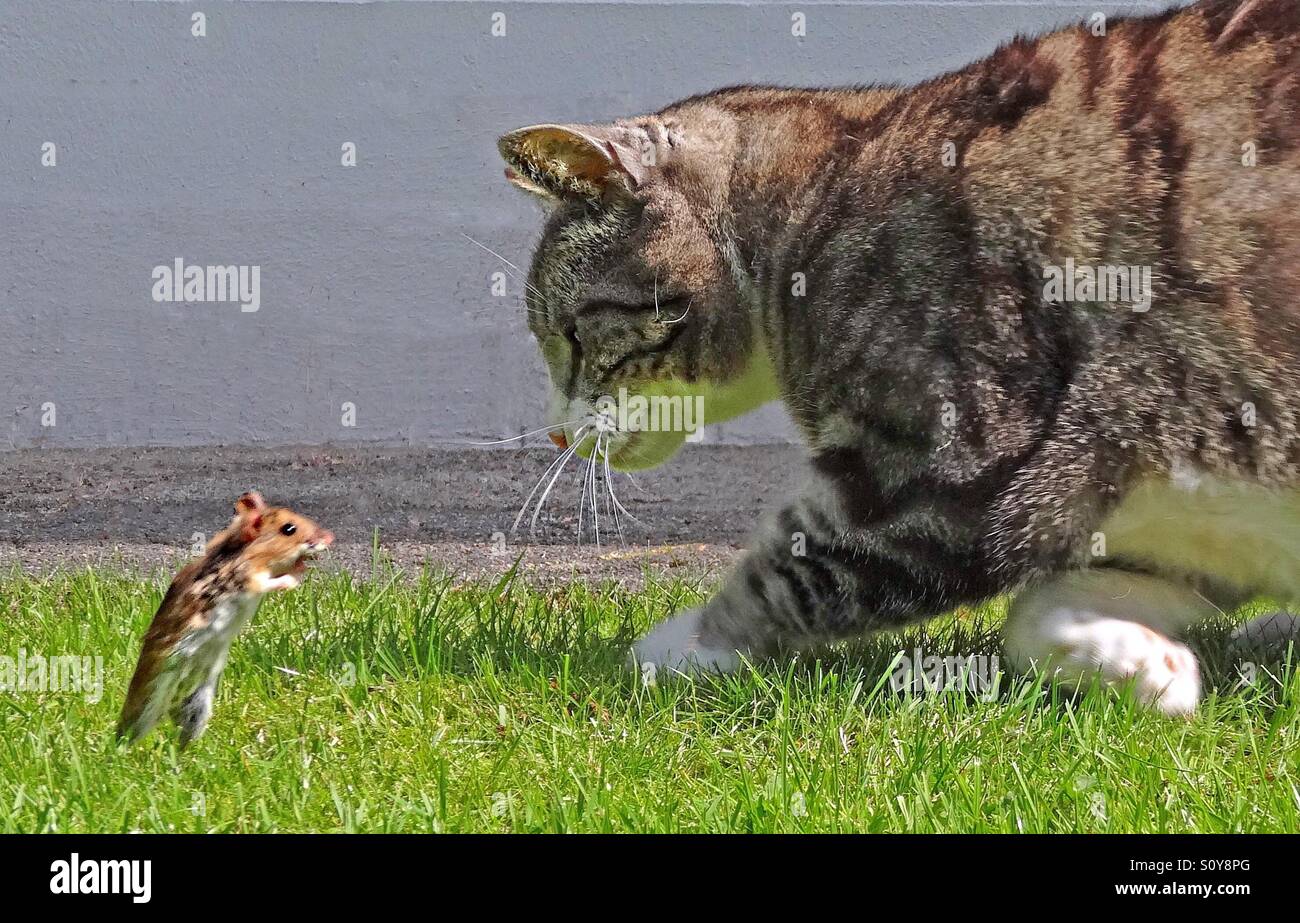 ..how dare you..!! (really, mouse is alive Stock Photo - Alamy