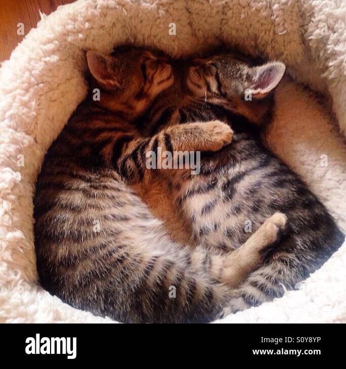 Loving little brothers! Stock Photo - Alamy