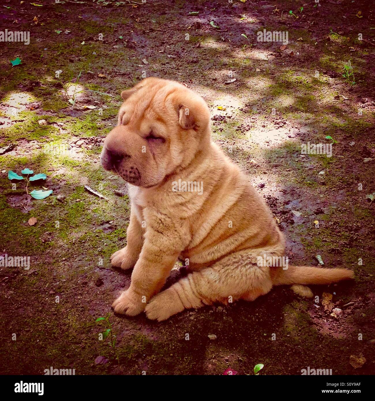 Shar Pei Puppy High Resolution Stock Photography and Images - Alamy