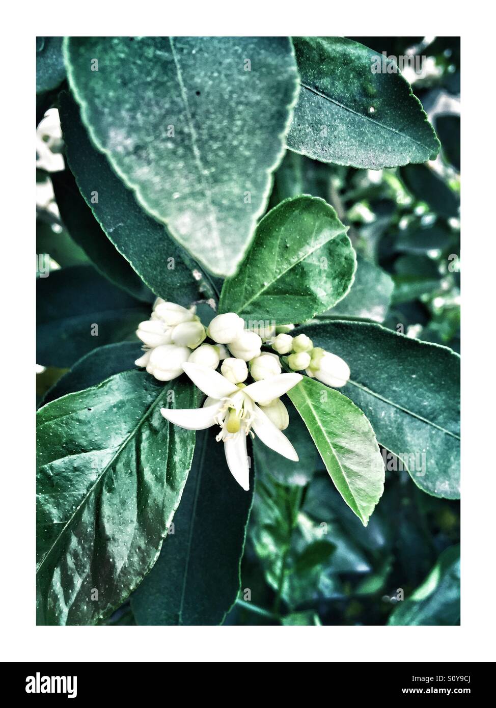 Lime tree blossom Stock Photo - Alamy