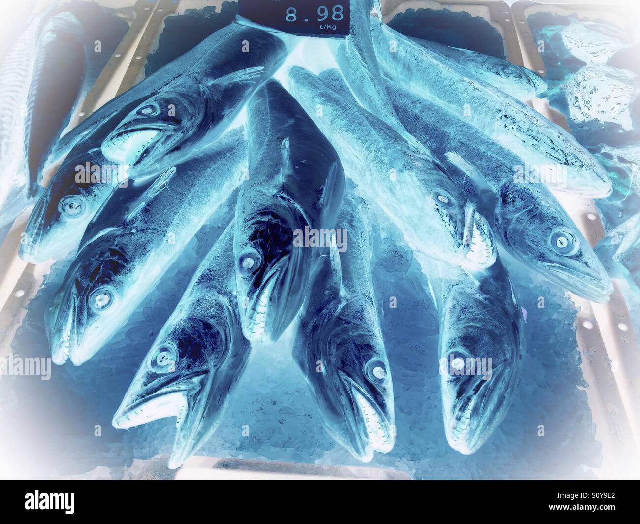 Blue hake hi-res stock photography and images - Alamy
