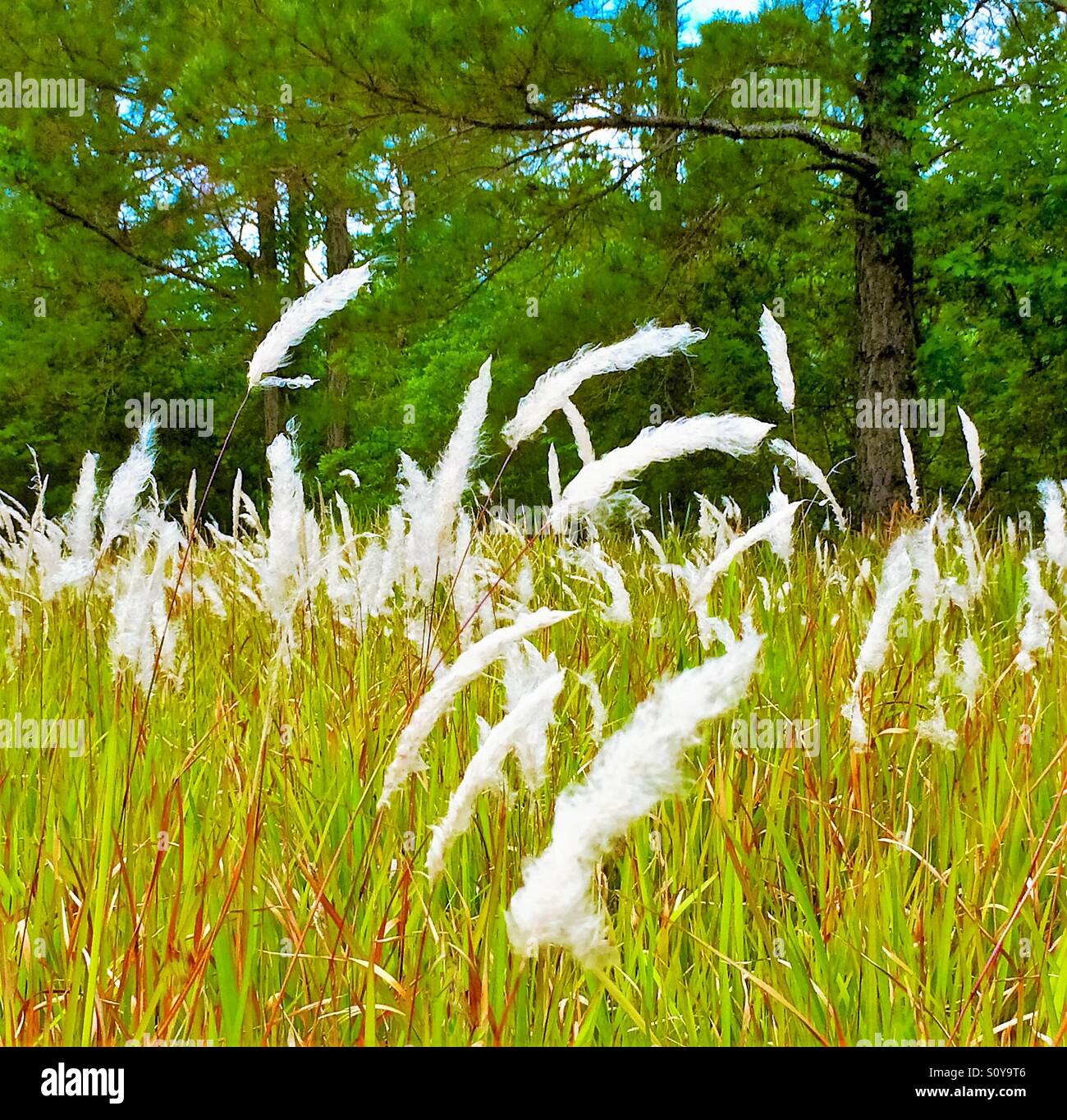 Cogongrass with white wispy tops hi-res stock photography and images ...
