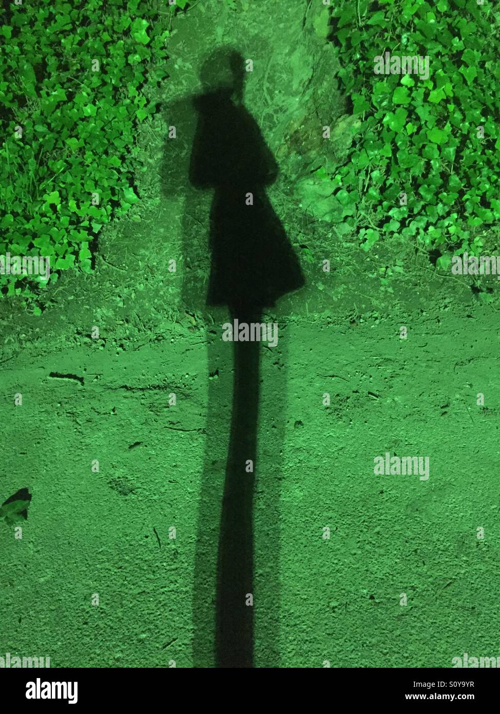 Light and shadow plants hi-res stock photography and images - Alamy