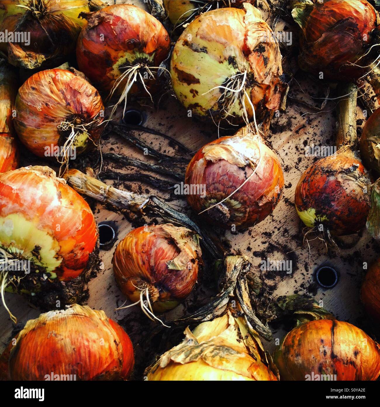 Home grown onions hi-res stock photography and images - Alamy