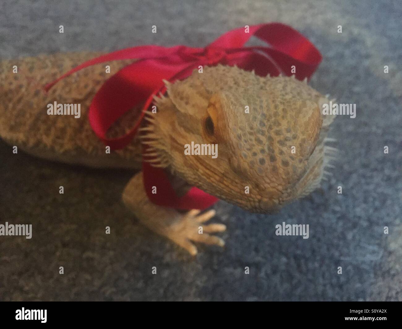 Dragon with a ribbon hi-res stock photography and images - Alamy