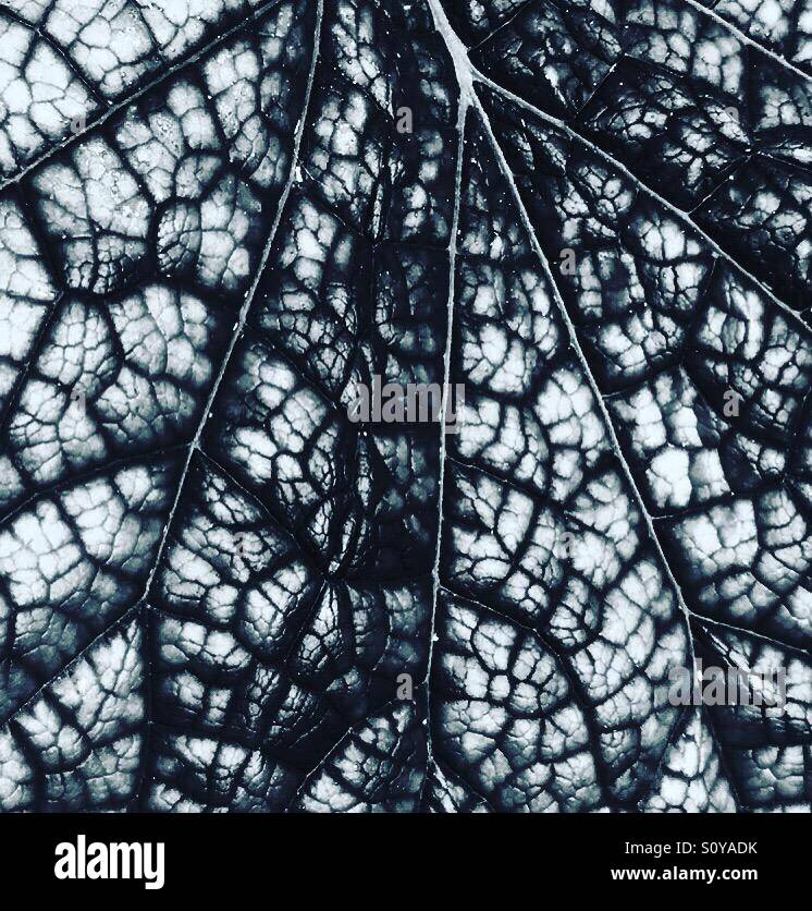 Leaf picture hi-res stock photography and images - Alamy