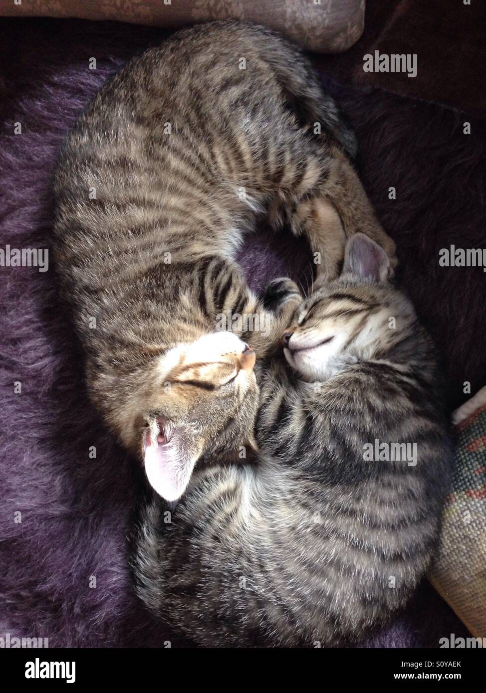 Kittens cuddle hi-res stock photography and images - Alamy
