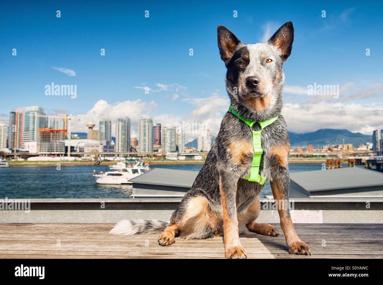 Cowdog in the city Stock Photo - Alamy