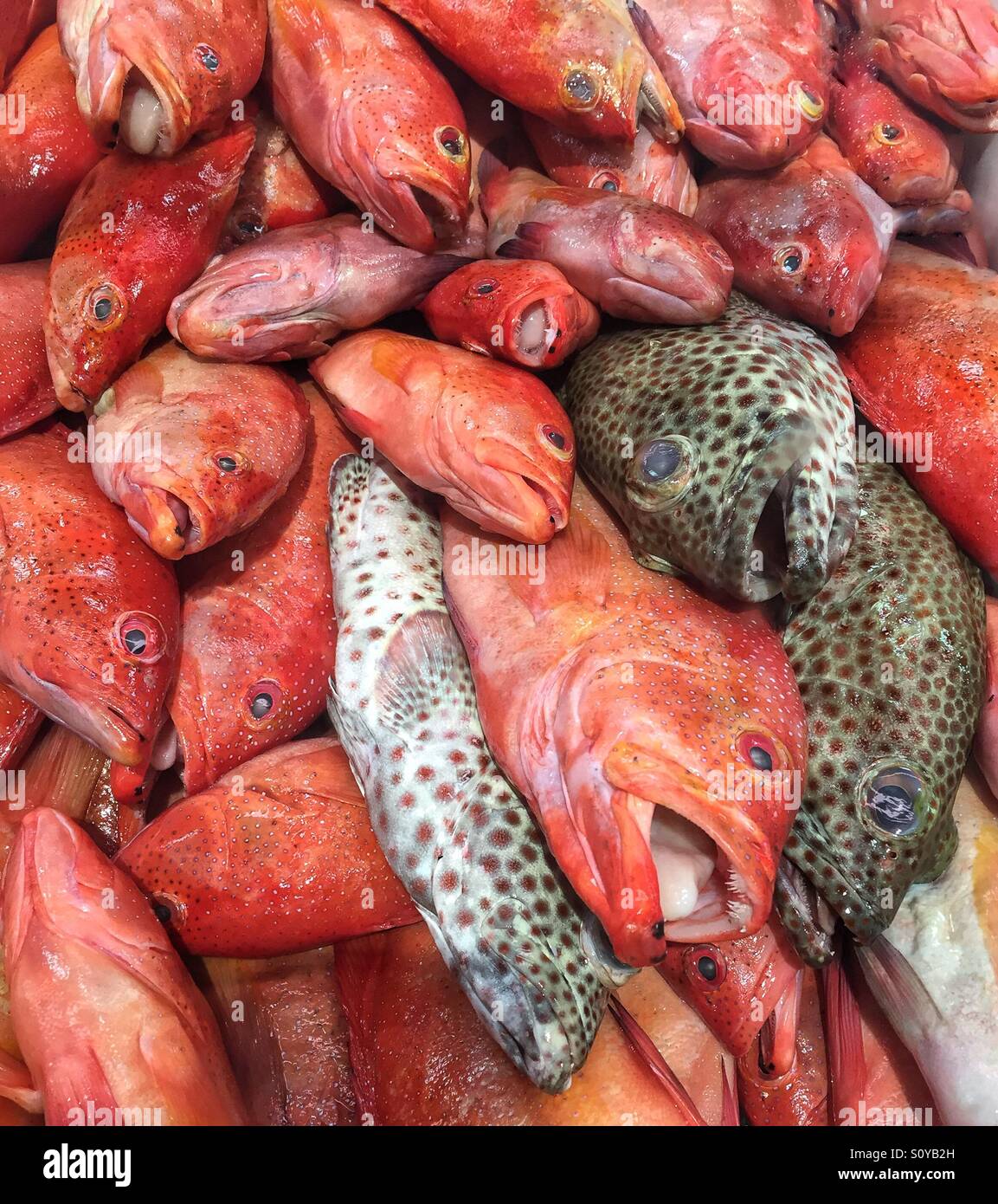 Red Snappers Market High Resolution Stock Photography and Images - Alamy