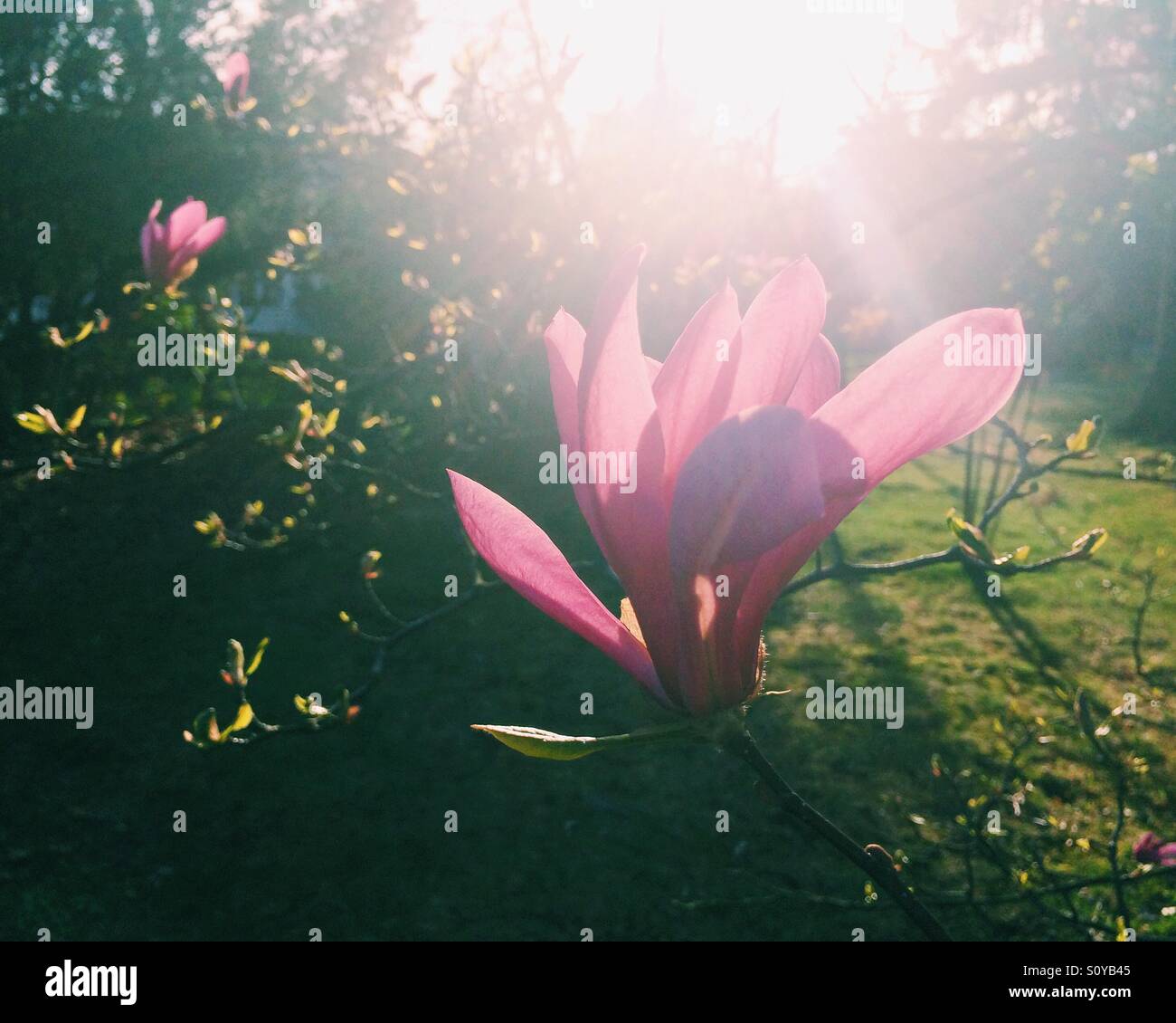 Magnolia blossoms in bloom during spring in New Jersey, USA Stock Photo ...