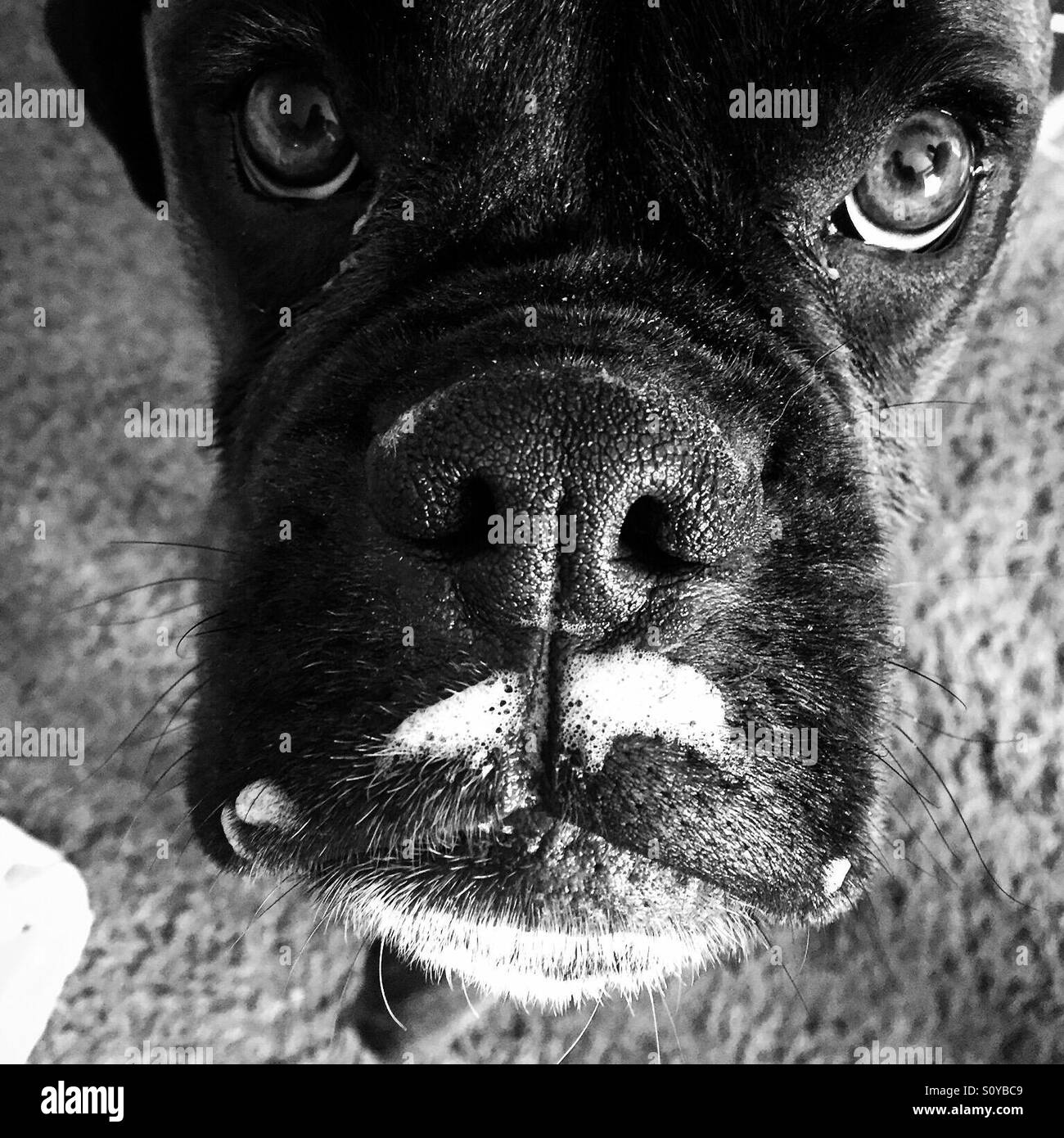 Boxer dog with bubbles on his face Stock Photo - Alamy