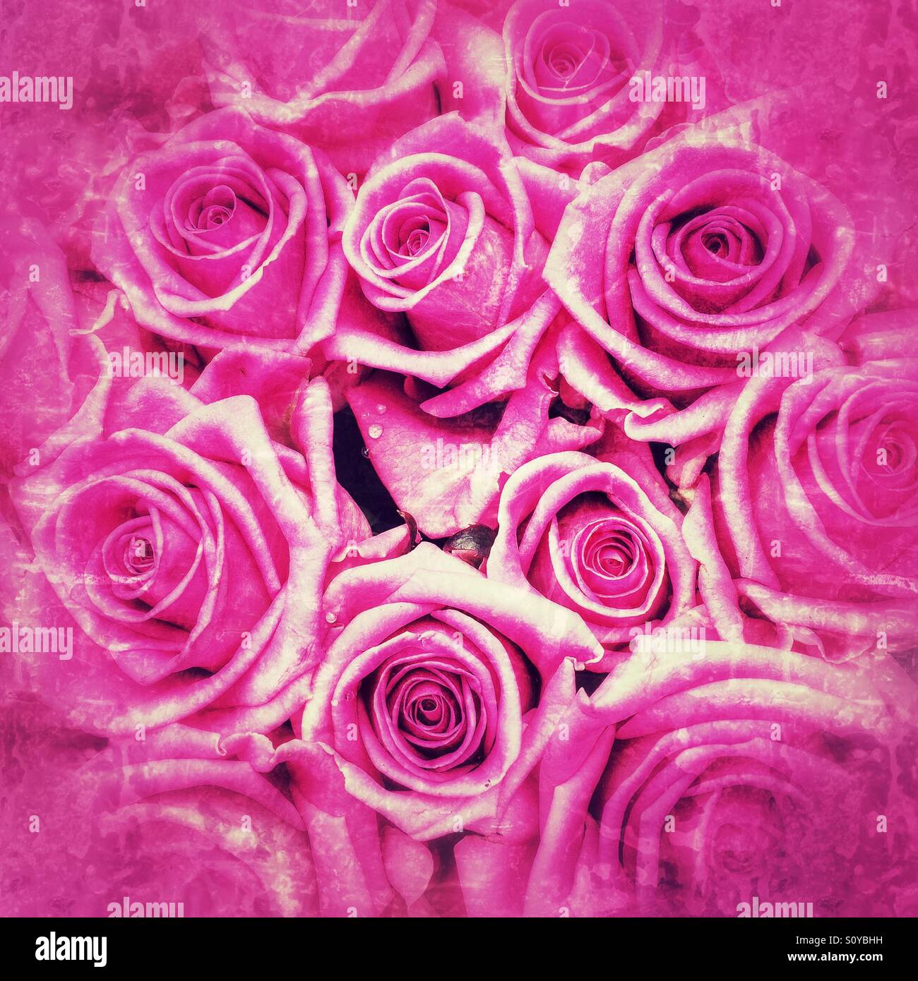 Pink roses flowering hi-res stock photography and images - Alamy