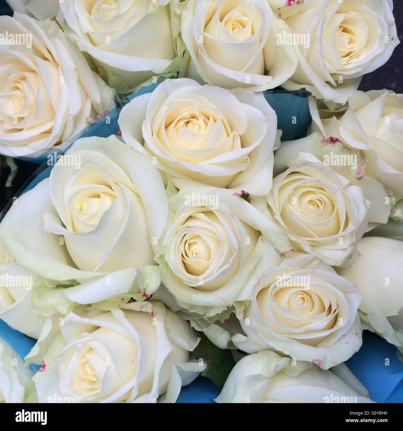 Beautiful yellow / cream roses for sale at Columbia Road Flower Market ...