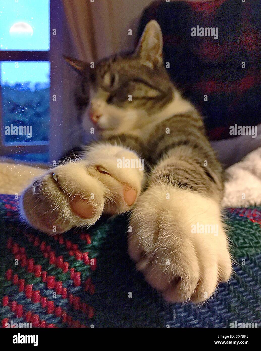 Moon and cat hi-res stock photography and images - Alamy