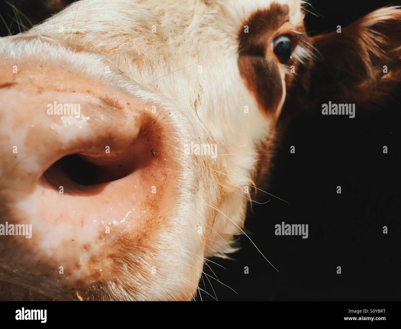 Moo cow hi-res stock photography and images - Alamy