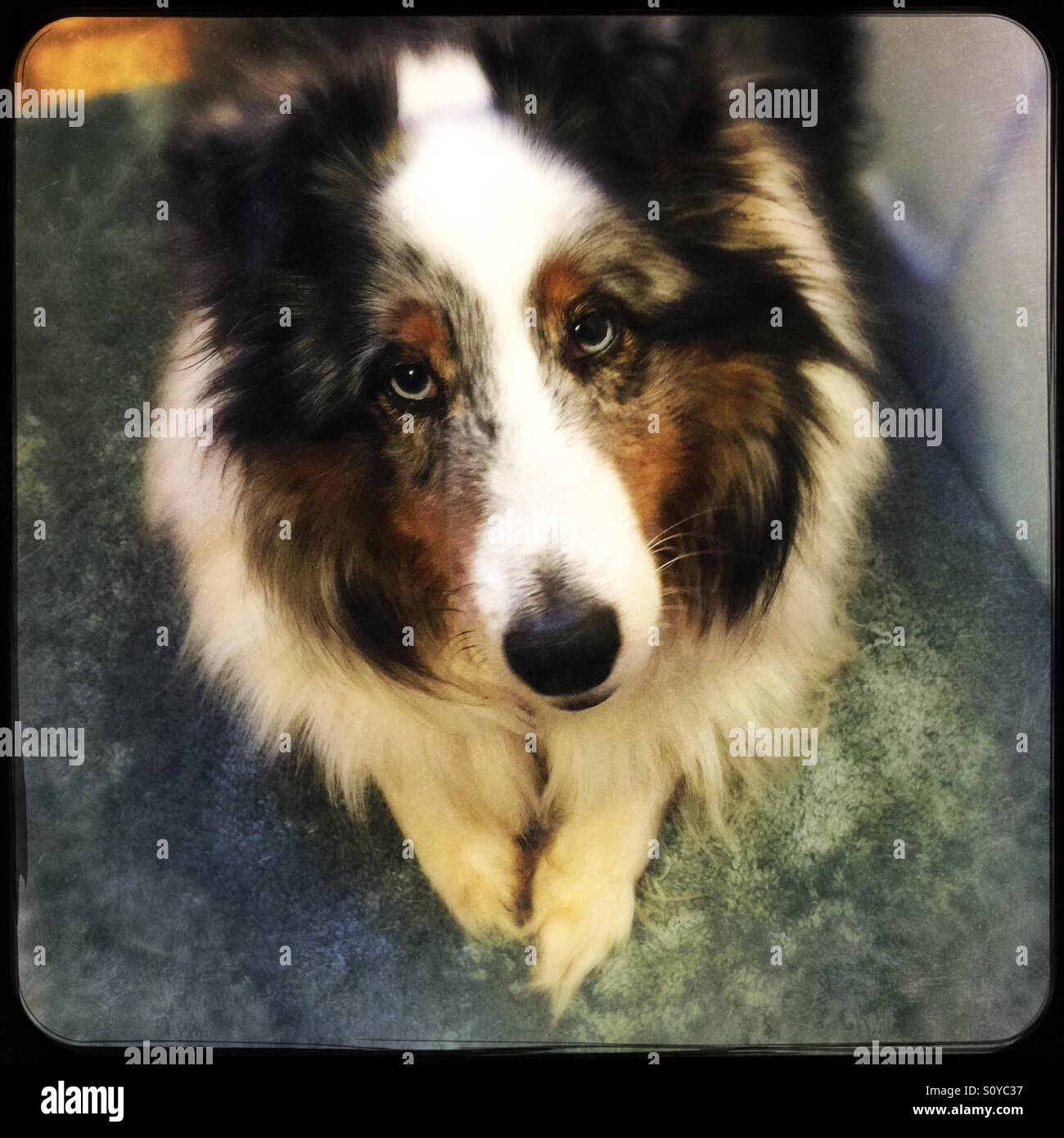 Cute blue Merle Sheltie with pleading look in his eyes Stock Photo - Alamy