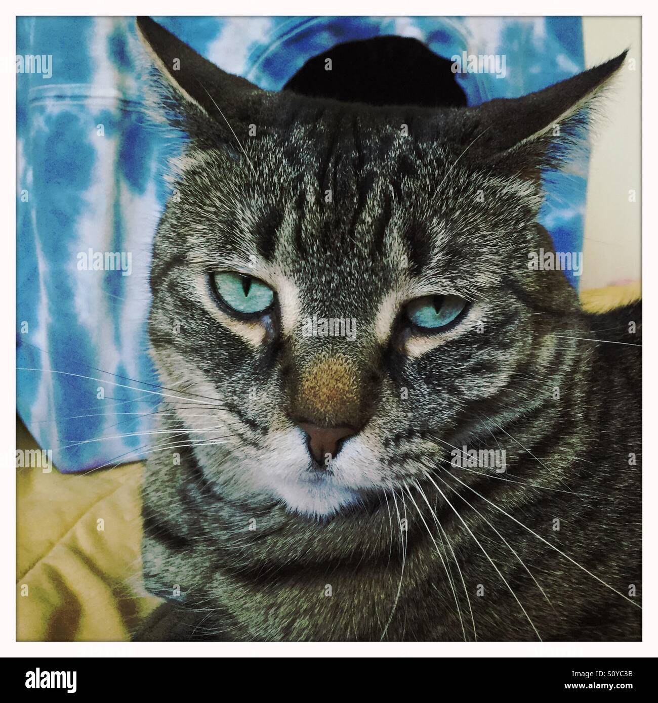 Ears back hi-res stock photography and images - Alamy