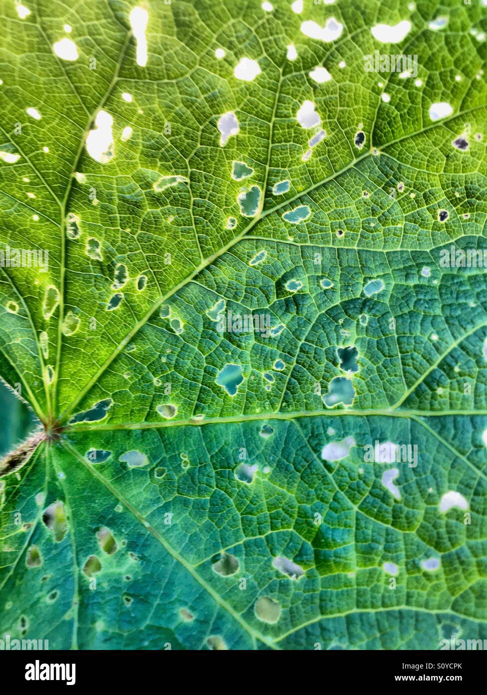 Leaf damage by insects hi-res stock photography and images - Alamy