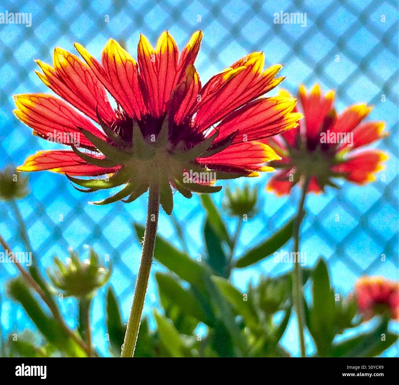 Chain link fence flowers hi-res stock photography and images - Alamy