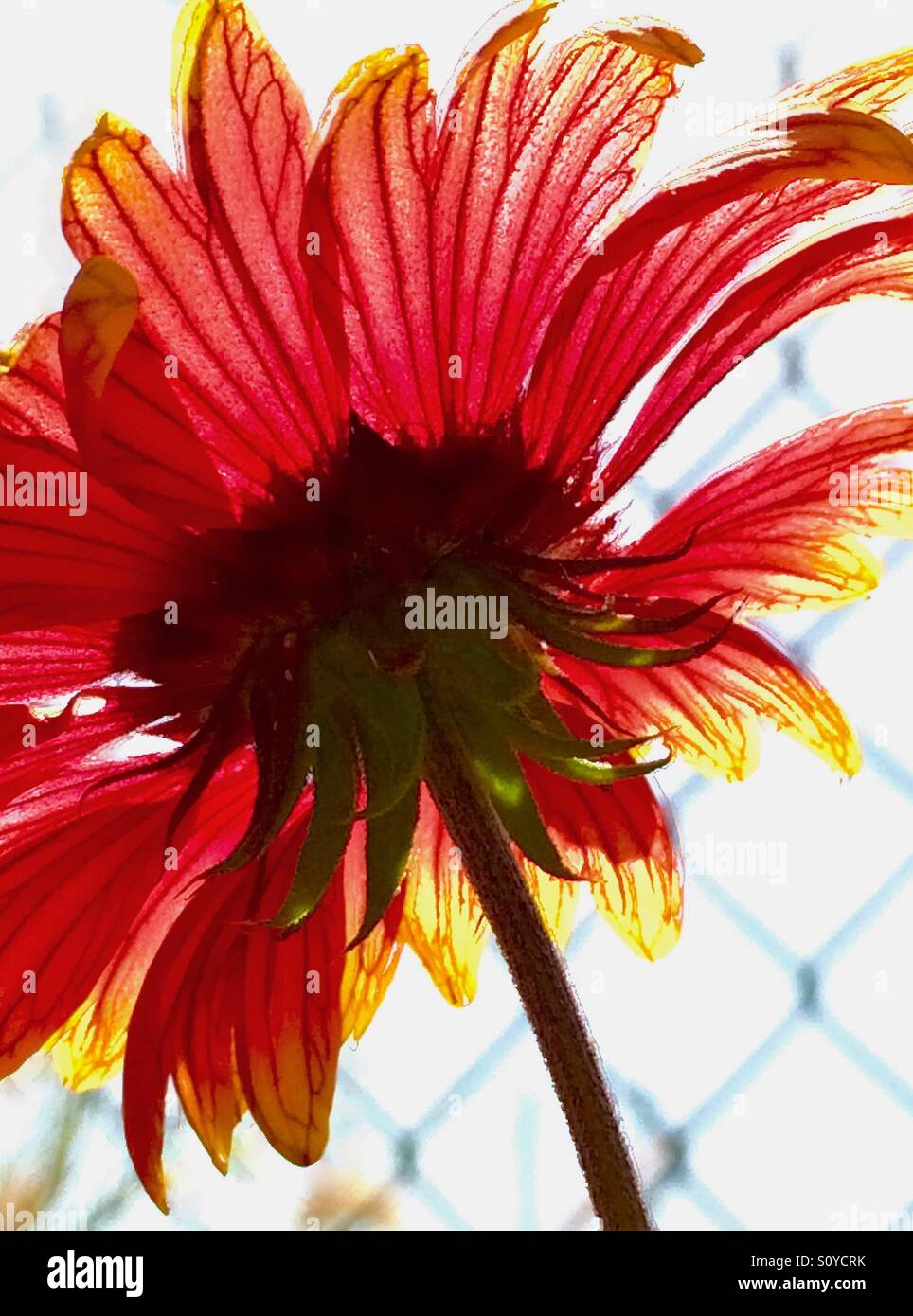 Close-up view of the underside of a bright red and yellow Firewheel ...