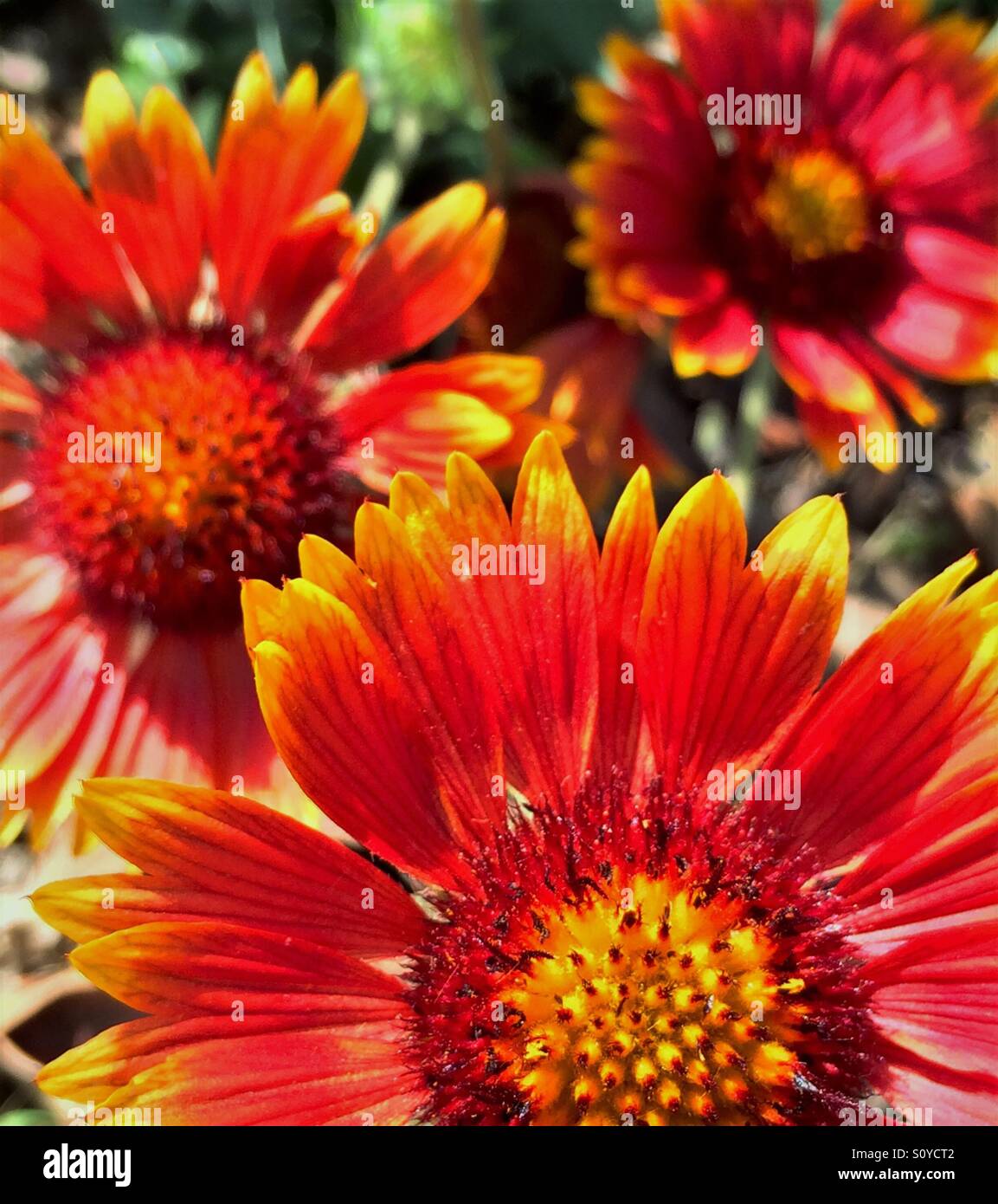 Firewheel flowers in the sun, Giallardia pullchella Stock Photo - Alamy