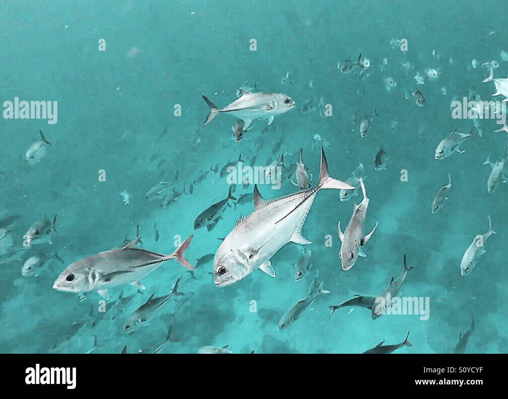 Underwater boat fish fishing boat hi-res stock photography and images ...