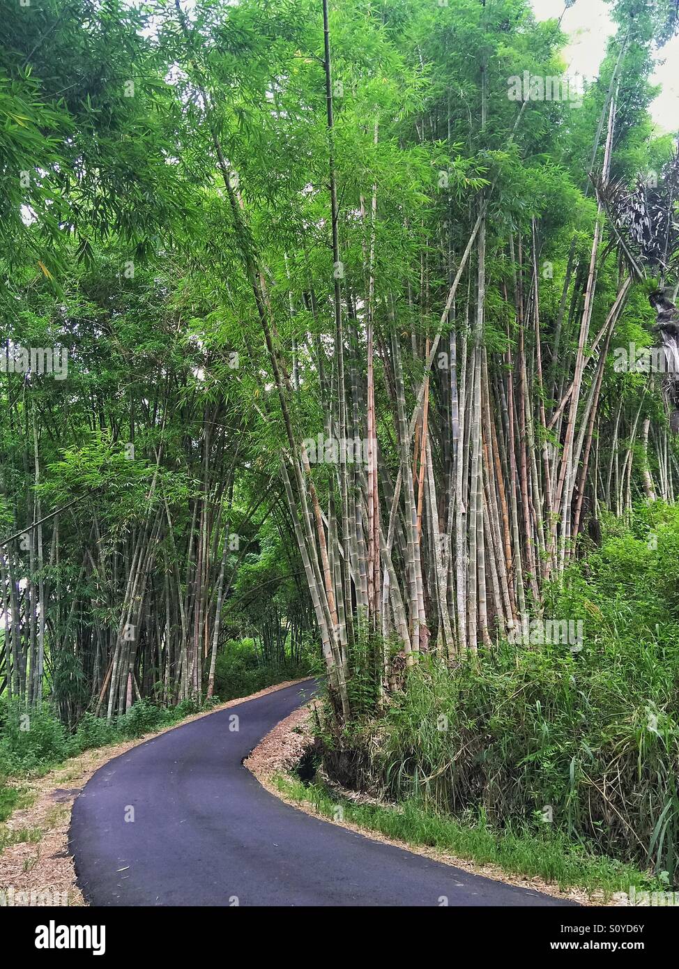 Flores forest hi-res stock photography and images - Alamy