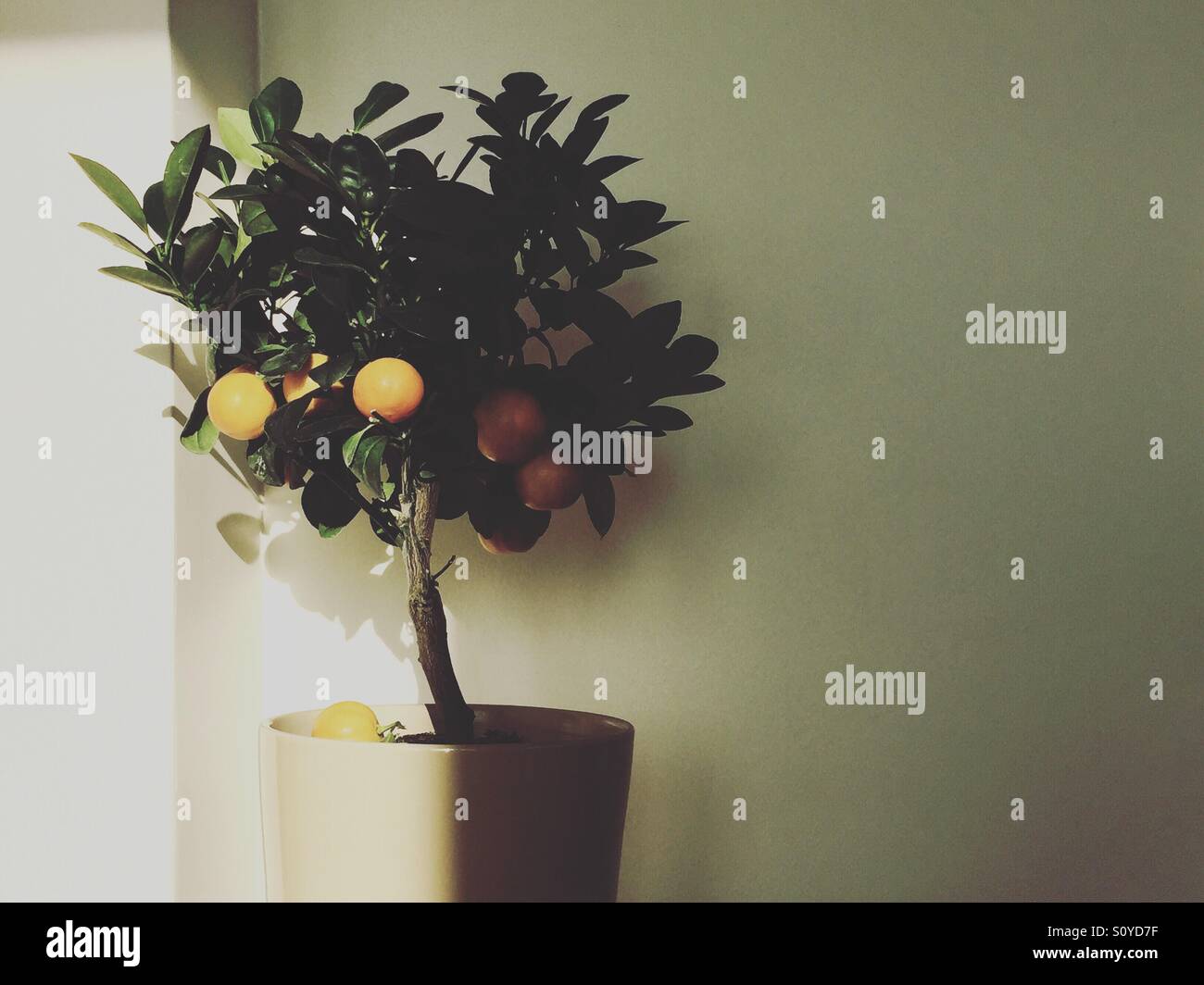 Orange tree at home Stock Photo - Alamy