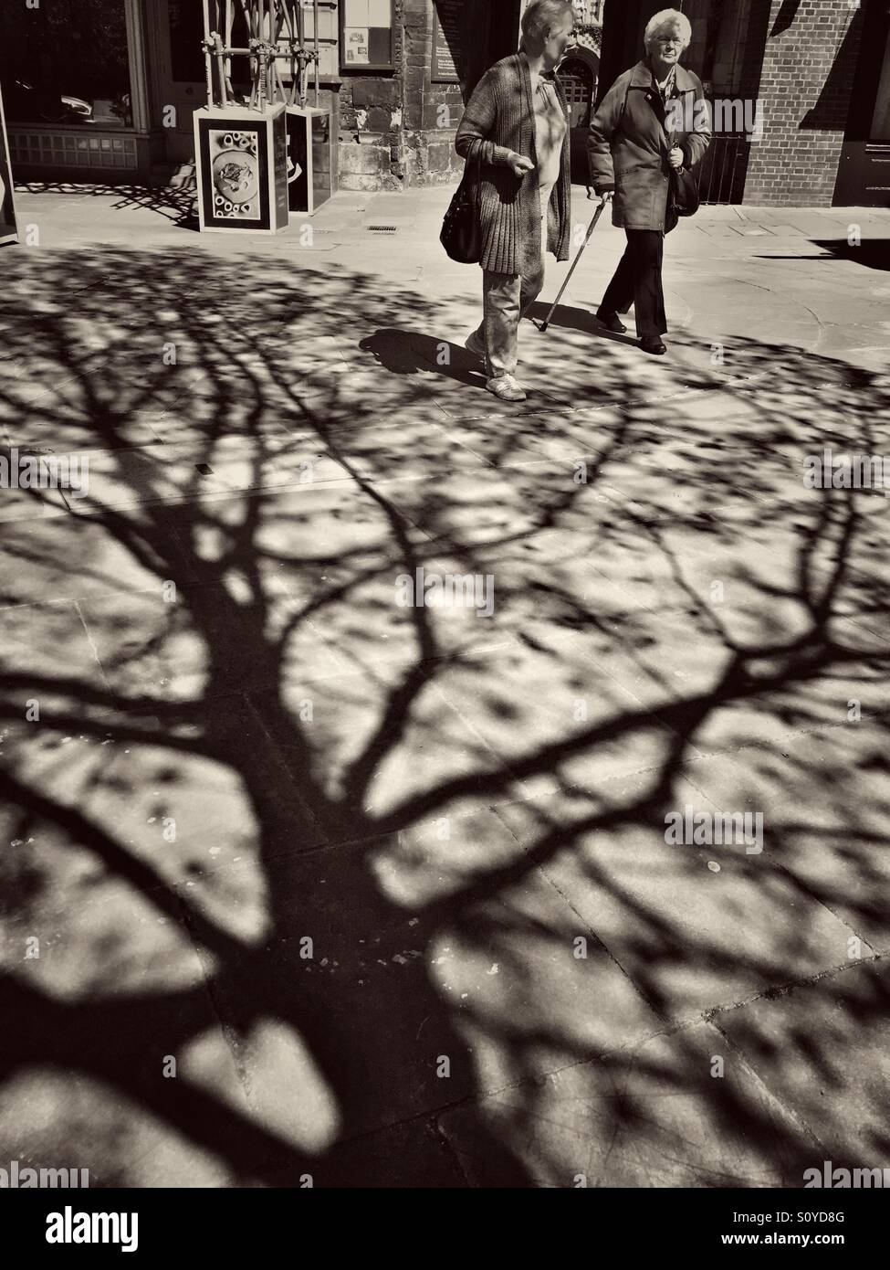 Shadow pavement tree hi-res stock photography and images - Alamy
