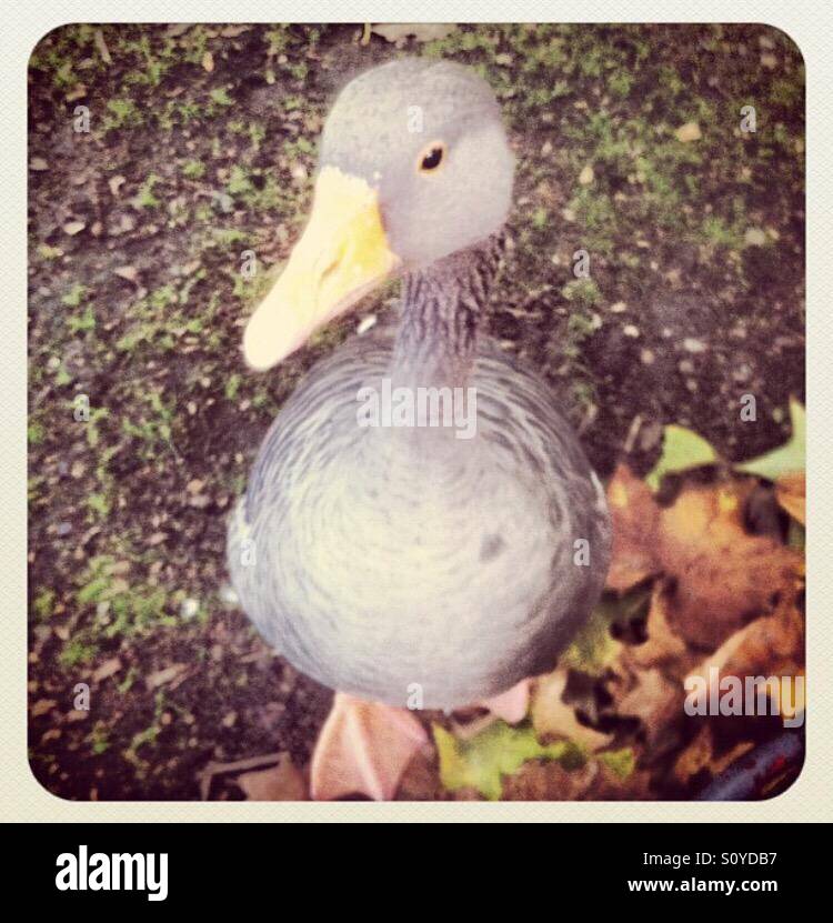 Posing duck hi-res stock photography and images - Alamy