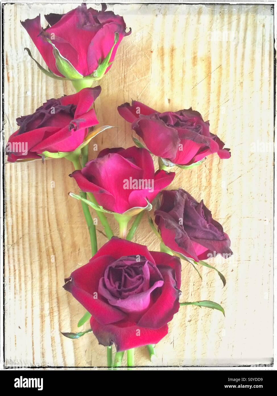 Dead roses on wood Stock Photo - Alamy