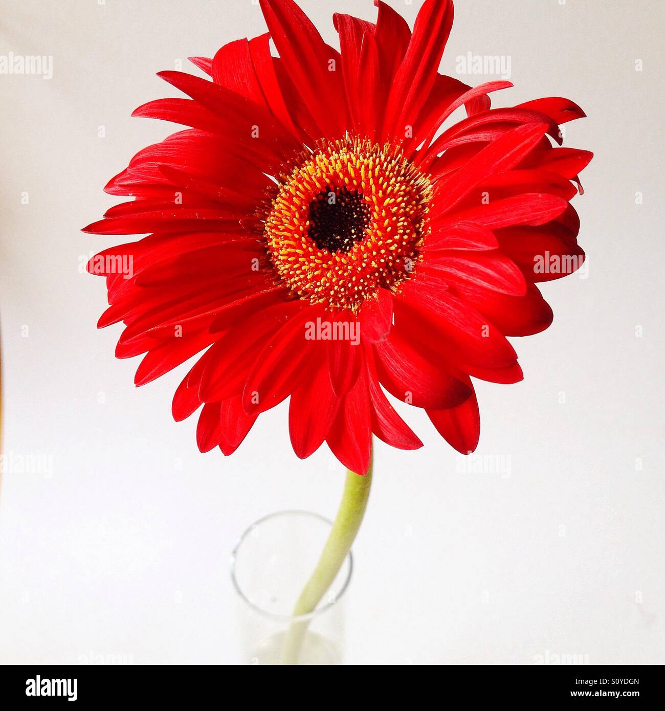 Red Gerber daisy Stock Photo - Alamy