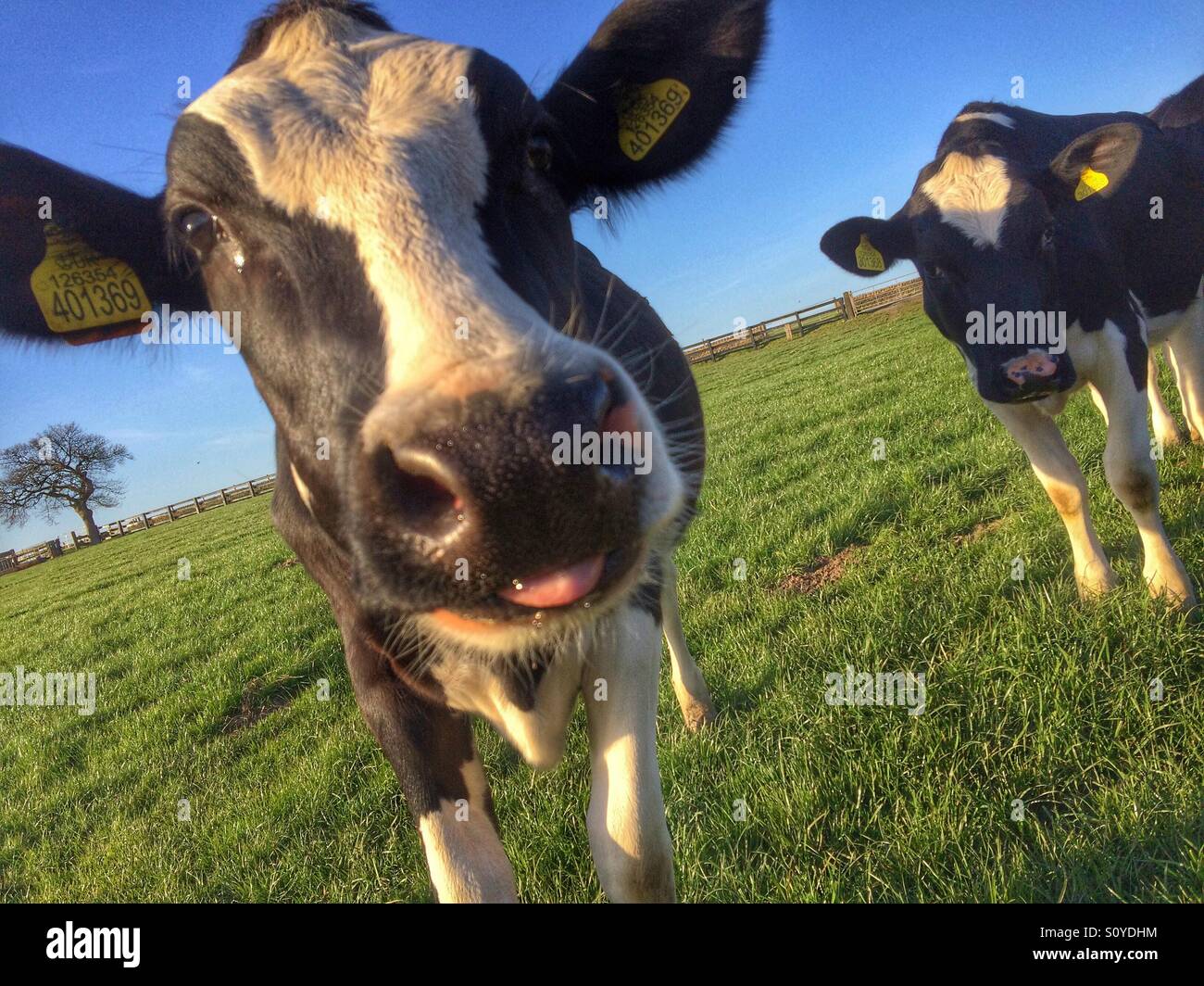 Blue tongue cow hi-res stock photography and images - Alamy